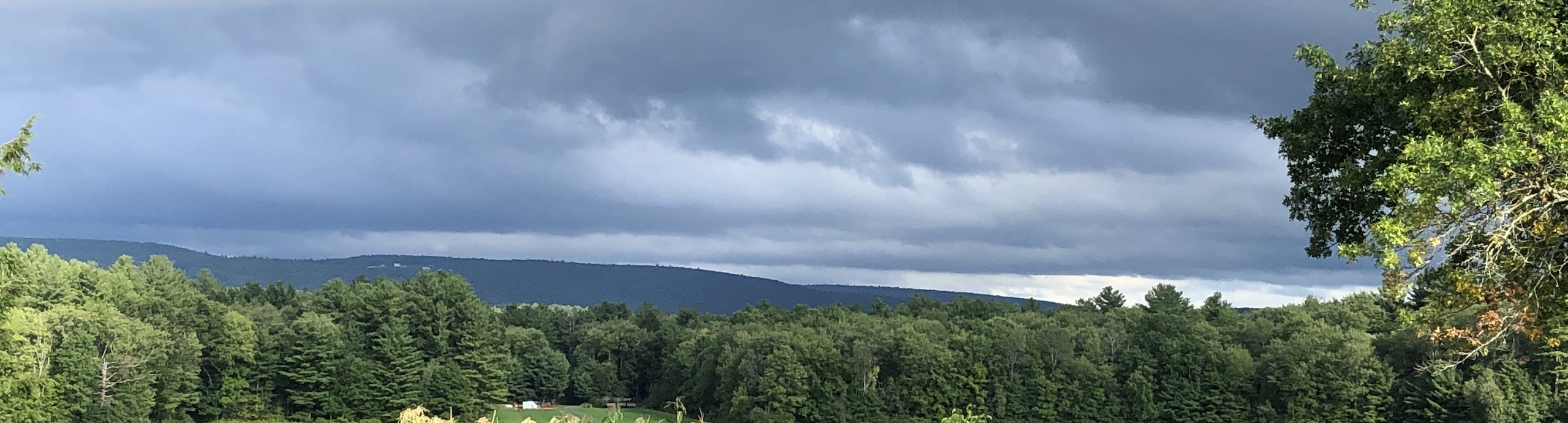 Classify This! - Inconstant GardenerInconstant Gardener